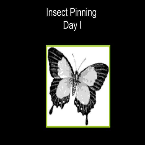 Insect Pinning | PPT