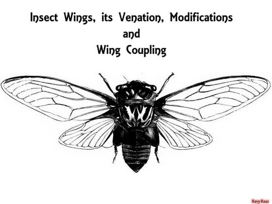 Insect Wings, Structure and their Modifications | PPT