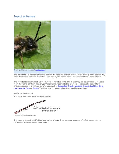 Insect Antennae: Structure, Functions and Their Modifications | PPTX