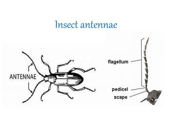 Insect Antennae: Structure, Functions and Their Modifications | PPTX