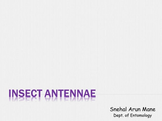 Insect Antennae: Structure, Functions and Their Modifications | PPTX