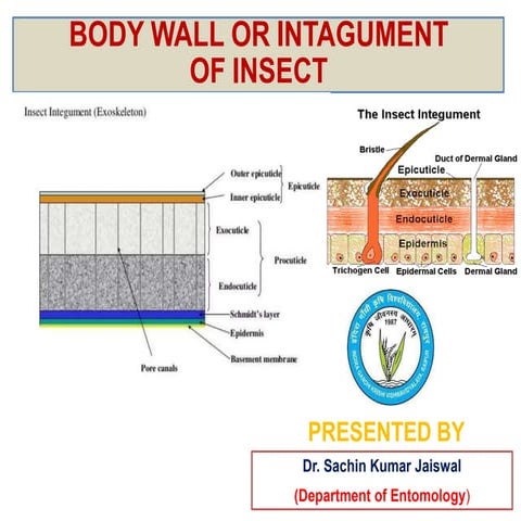 INSECT_BODY_WALL.ppt