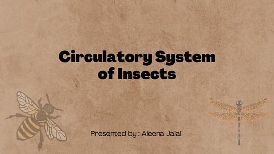 Circulatory and Excretory system in insect | PPT