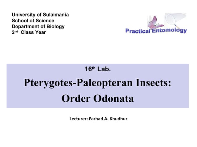 orthoptera order of insect and its classification. | PPTX