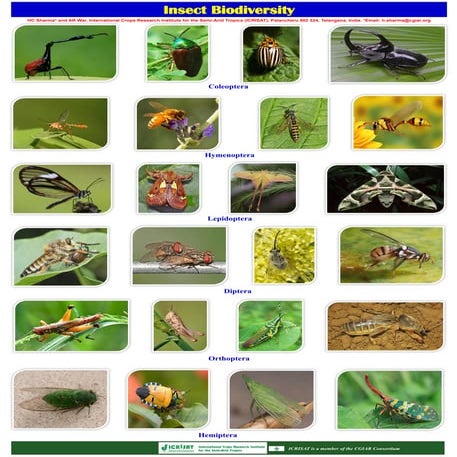 Beneficial Insects Chart
