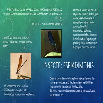 Insecte power point | PPTX