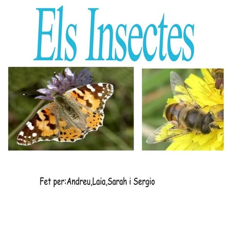 Insectes | PPT