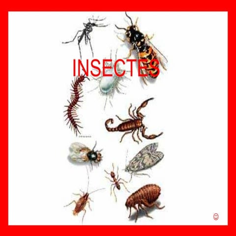 Insectes | PPT