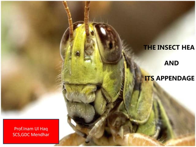 Insect thorax : Its areas, structure, function and modification in ...