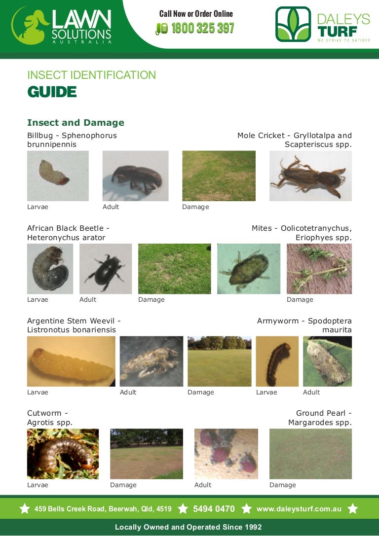 Insect Identification Guide PDF for Lawn Lovers Insect Identification Guide PDF for Lawn Lovers