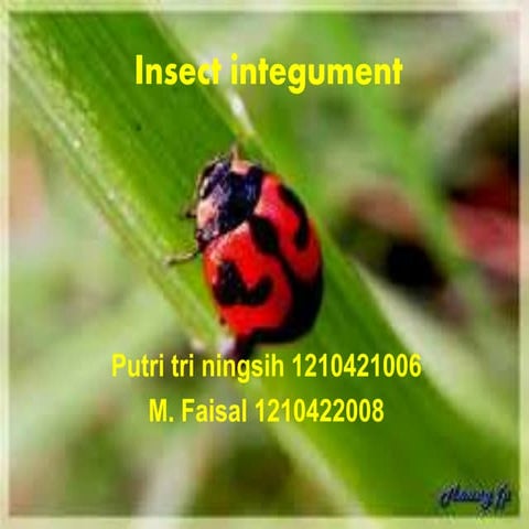 Insect integument | PPTX