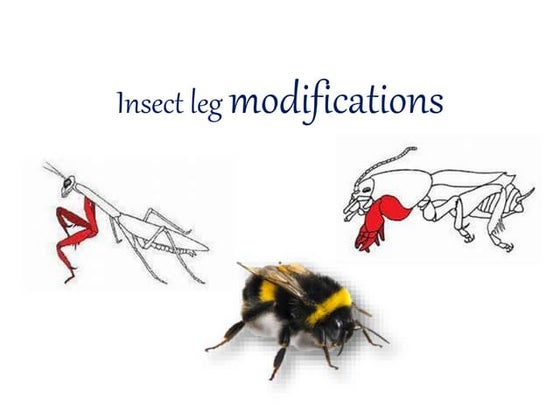 Insect Leg: Structure and Modifications | PPT