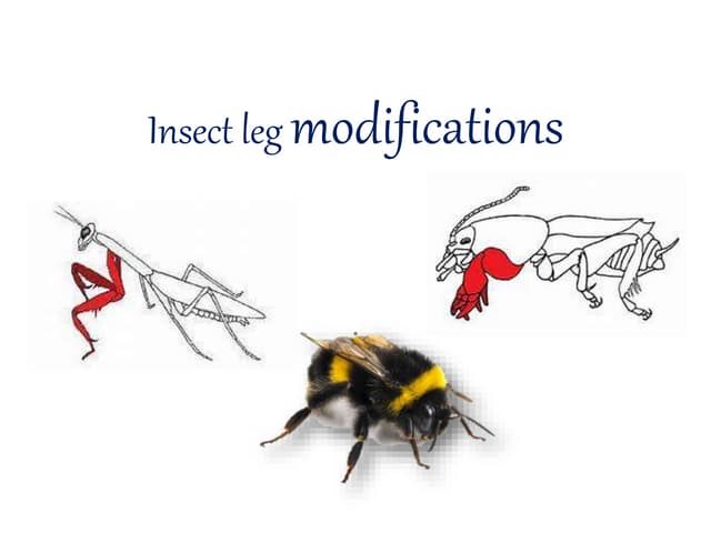 Types of Insect larvae | PPTX