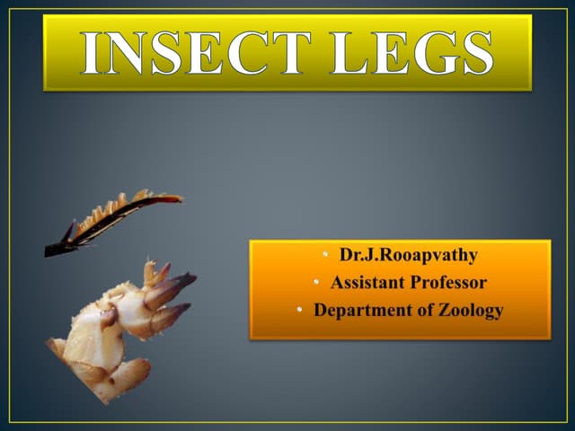 Insect Leg: Structure and Modifications | PPTX
