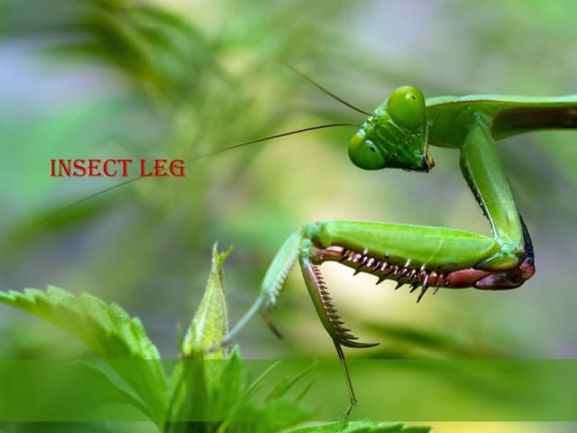 TYPES OF INSECT LEGS | PPTX
