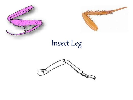 Types of Insect larvae | PPTX | Geology | Science