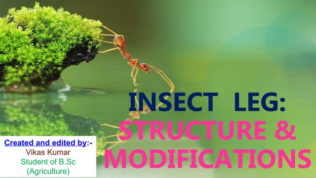 TYPES OF INSECT LEGS | PPTX