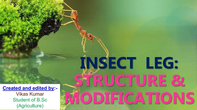 Insect legs and it's modifications | PDF