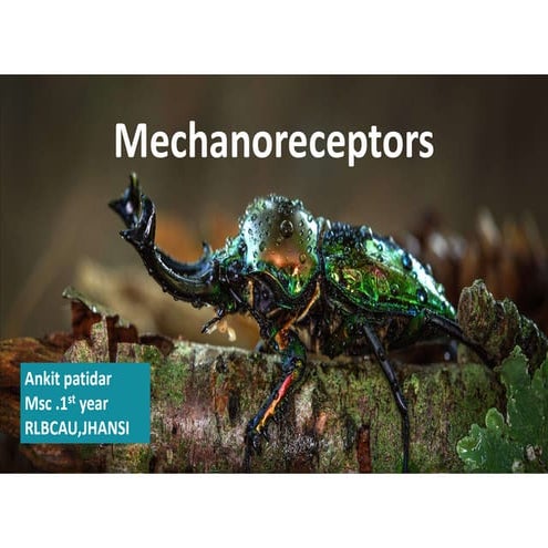INSECT MECHANORECEPTORS: Exploring Sensory Function and Adaptive ...