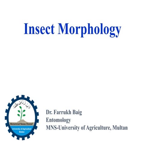 Insect morphology insect morphology insect morphology | PDF