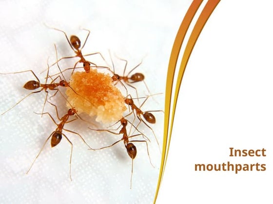 Mouth parts of insect | PPTX | Dental Health | Diseases and Conditions