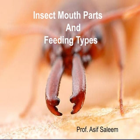 Insect Mouth Parts and types with their functions.pptx