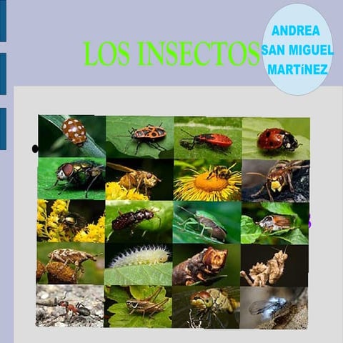 Los insectos para infantil | PPTX
