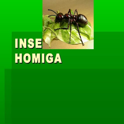 INSECTOS | PPT