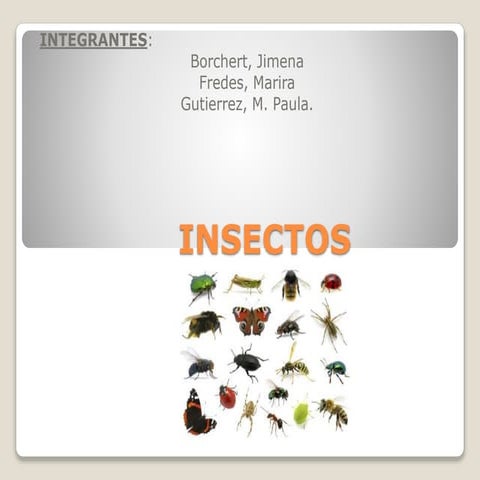 Insectos | PPTX