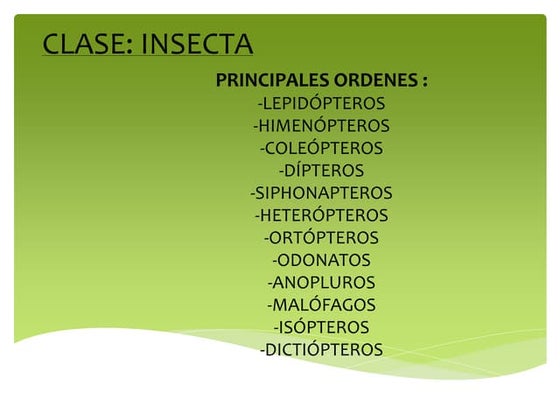 Principales órdenes de insectos - Red Entomológica Villarreal | PPT