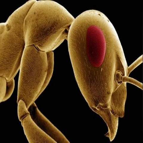 Imágenes De Insectos Al Microscopio Mosquito Bajo El Microscopio: