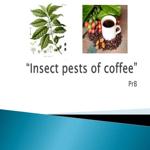 insect pest ofcoffee entomology.pptx