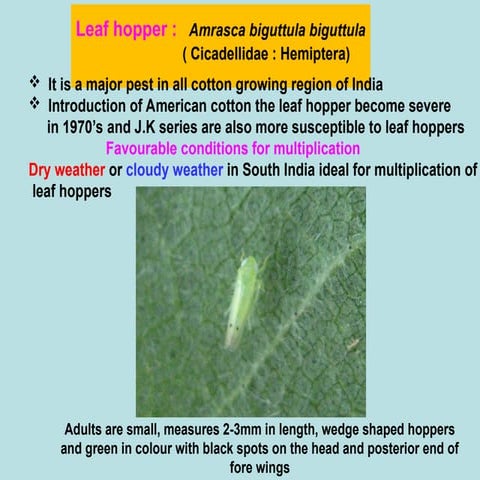 INSECT PEST OF COTTON AND THEIR MANAGEMENT | PPT
