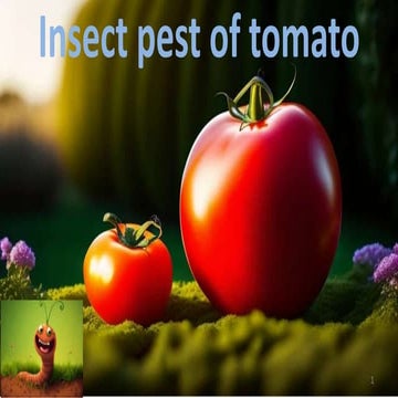 Insect pest of tomato, department of agricultural entomogy | PPTX