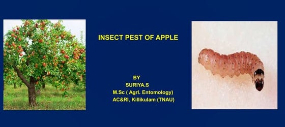Pest of fruit crop, plantatiin and aromatic crop | PPT