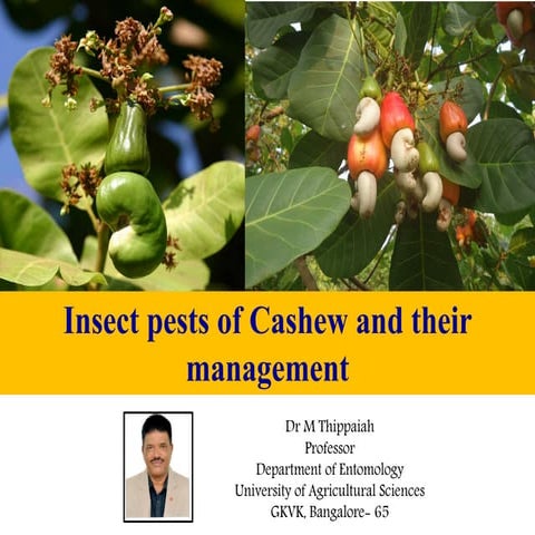 Insect pest and diseases of paddy and its management.pptx