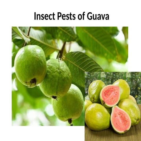 Insect Pests of Guava and their pest management | PPTX