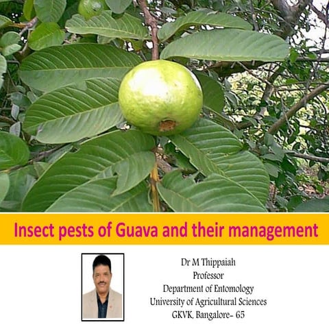 Insect pests of guava and control | PDF