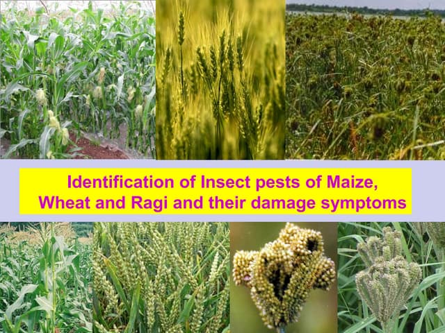 Insect pest of rice | PPTX