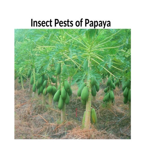 Insect pests of papaya and management practices | PPT