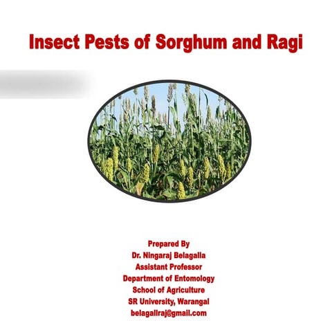 Insect Pests of Sorghum.pptx and their management | PPT