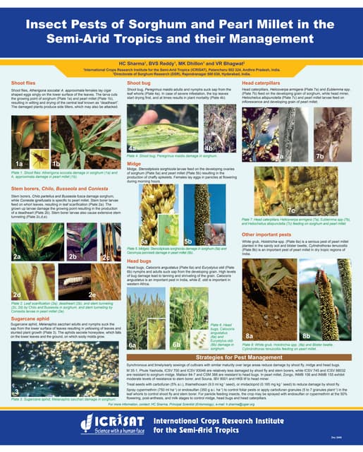 Insect Pests of Sorghum.pptx and their management | PPT