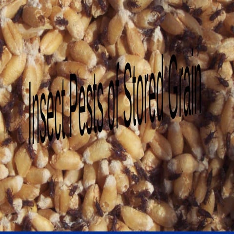 Insect Pests of Stored Grain AET311 (1+1).pptx