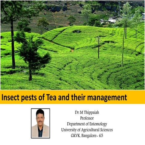 Insect pests of tea | PPT