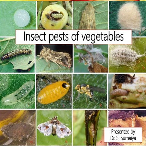 DISEASES AND INSECT PESTS OF MUSTARD.pptx