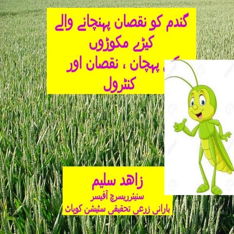 Insect Pests of Wheat and Identification.pptx