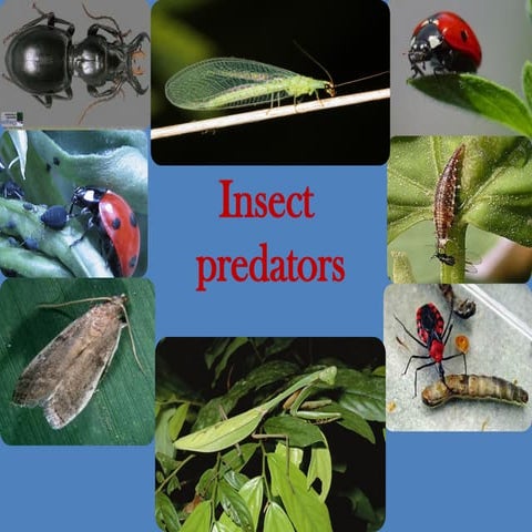 insect predators, the Natural anomies of insect pests | PPTX