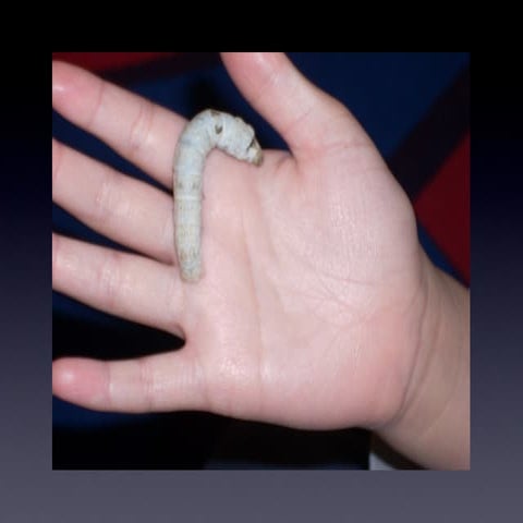 Insect Presentation Slideshow | PPT