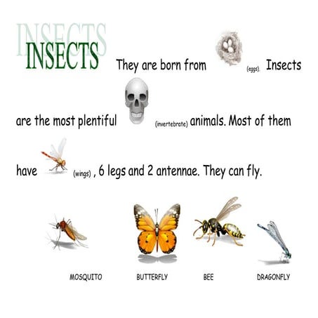 Insects | DOCX