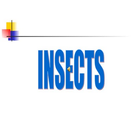 Insects | PPT